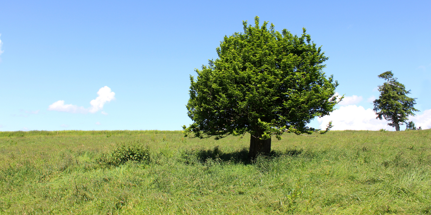 Enhance Your Landscape With Hornbeam Trees