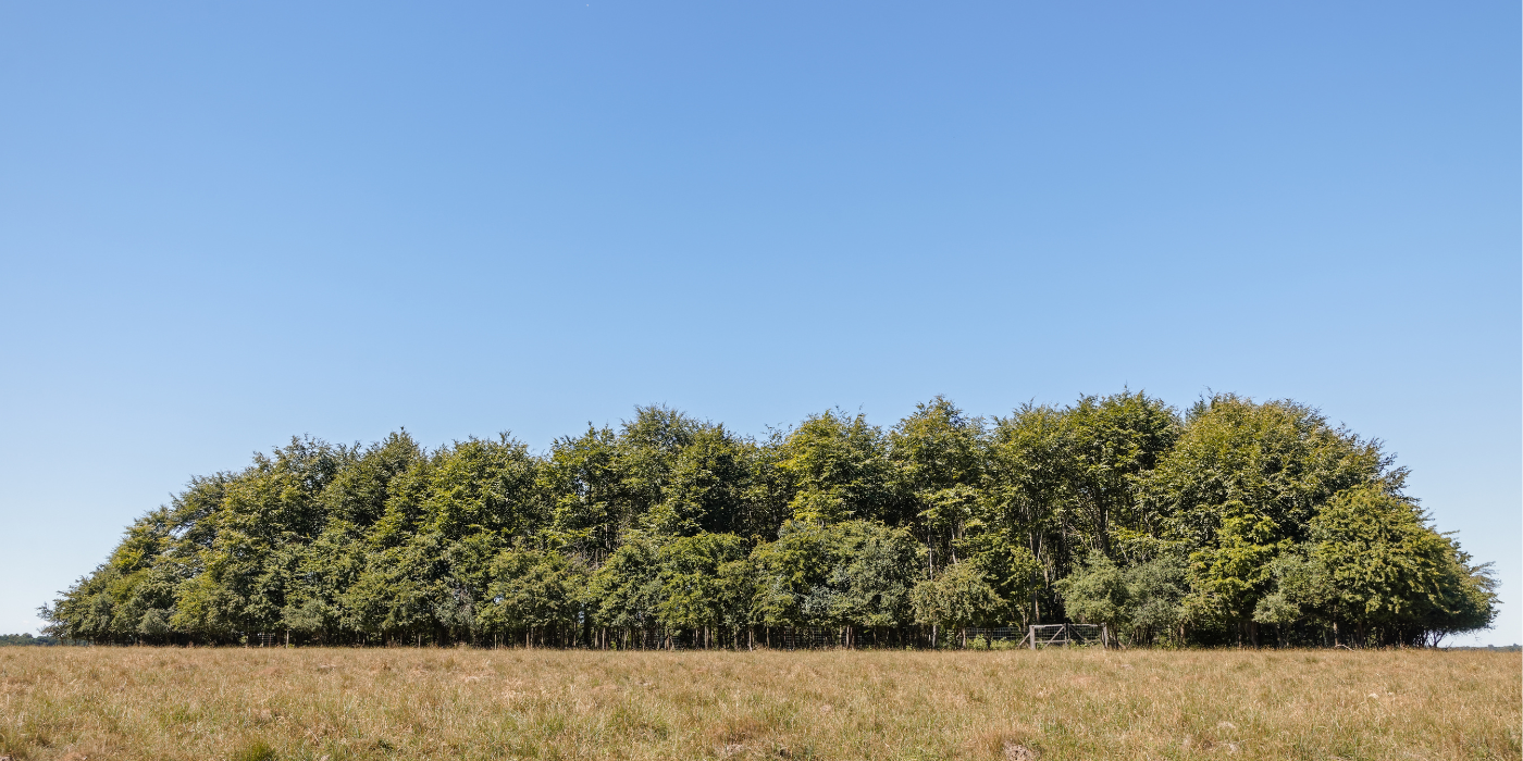 Plant a Tiny Forest to Boost Air Quality