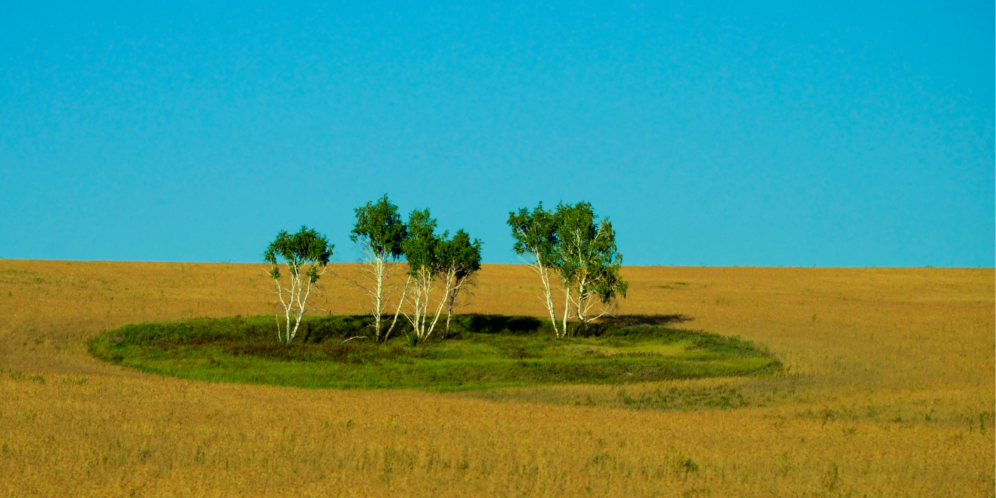 Plant a Tiny Forest to Boost Air Quality