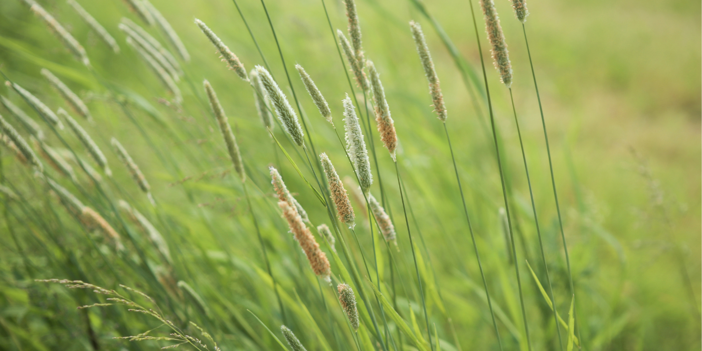 6 Reasons to Get Rid of the Fox Tail Plant