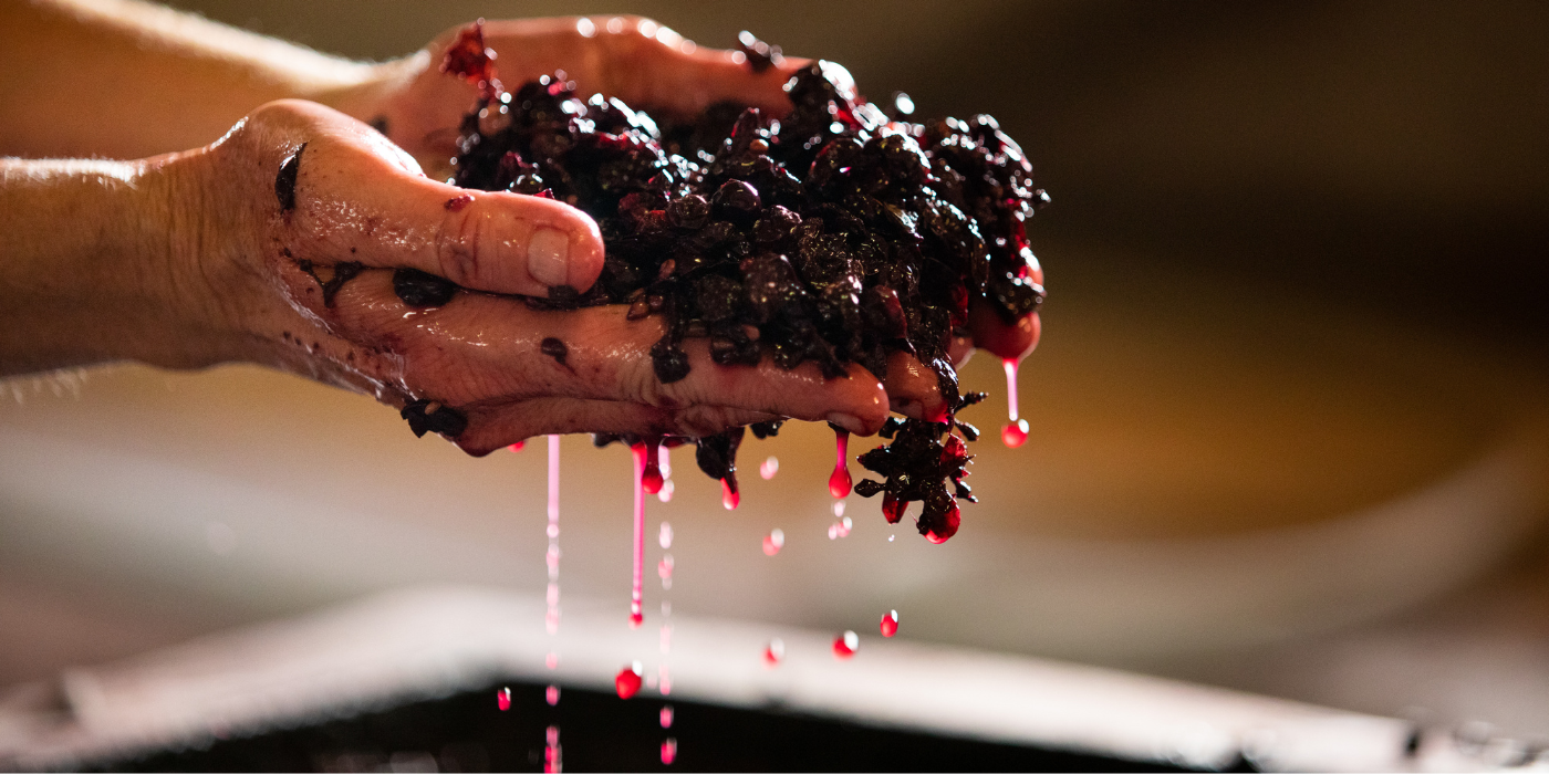 A Guide to Growing Grapes and Crafting Homemade Wine