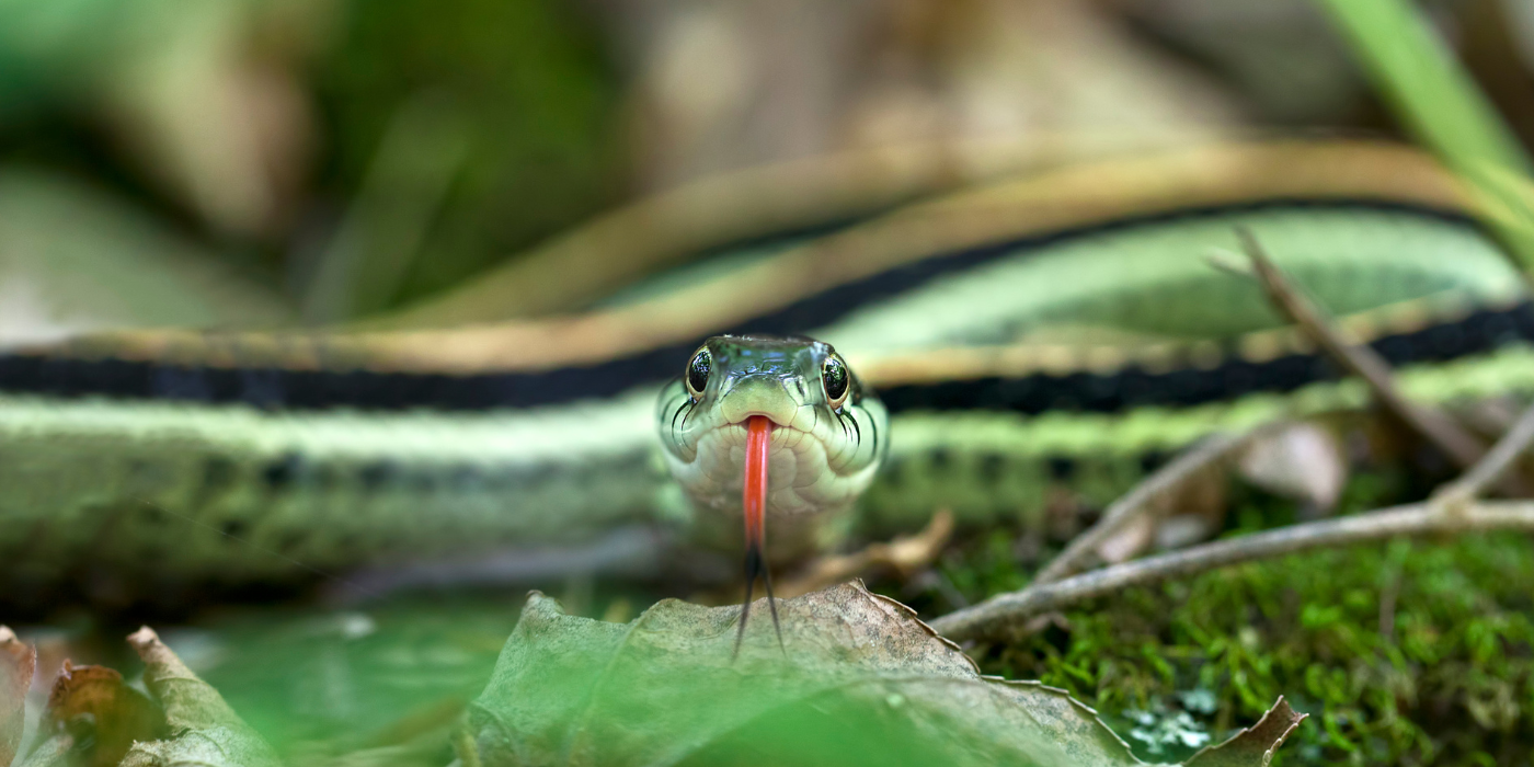 8 Types of Snakes You Can Find in Your Yard