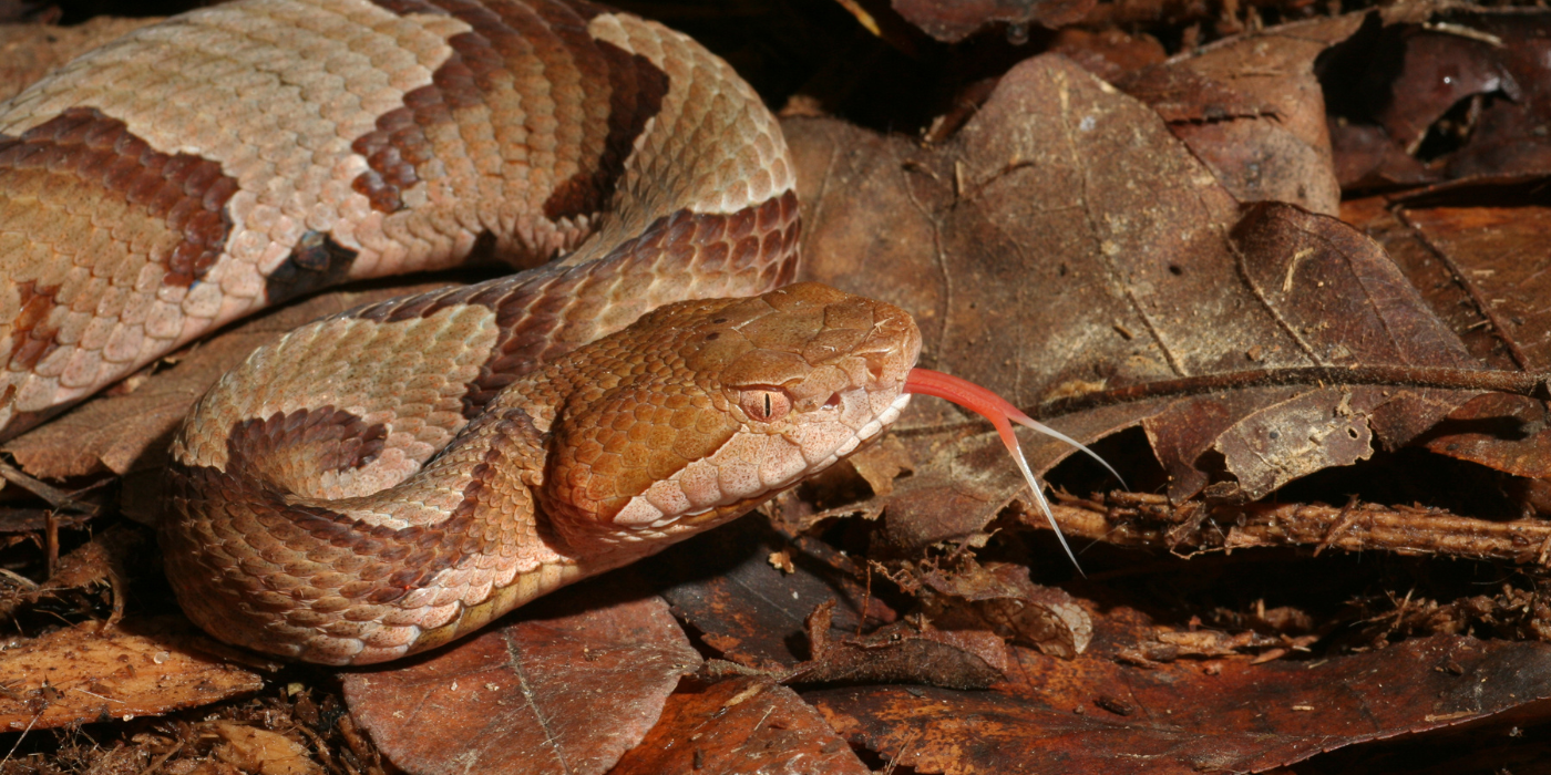 8 Types of Snakes You Can Find in Your Yard