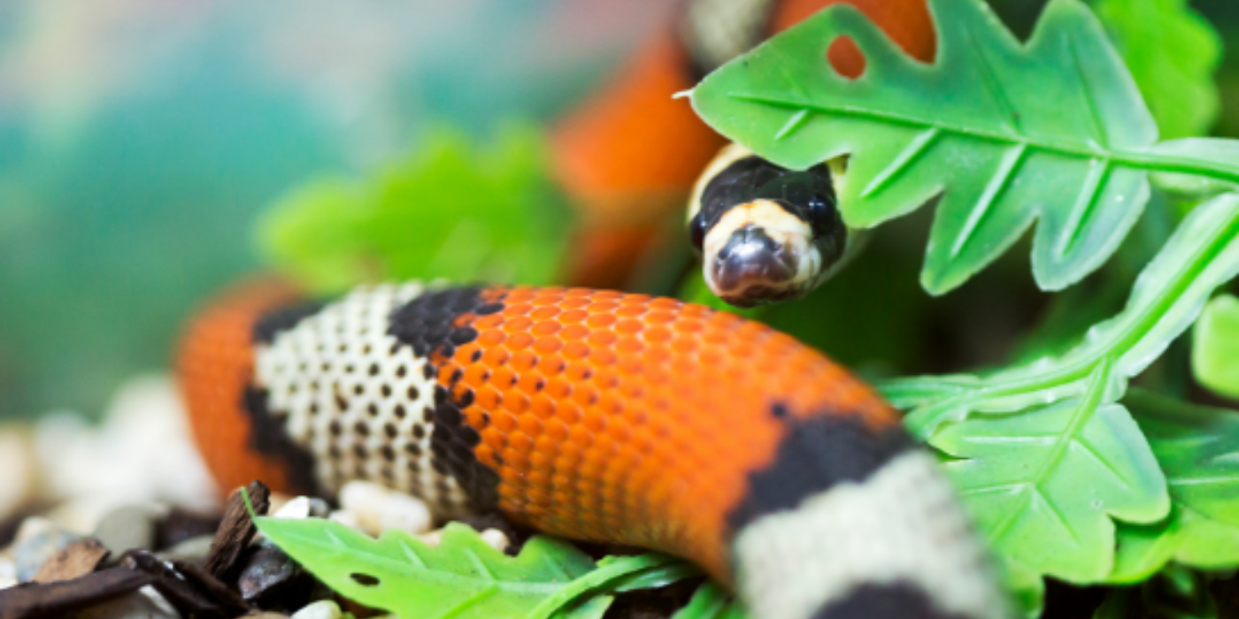 8 Types of Snakes You Can Find in Your Yard