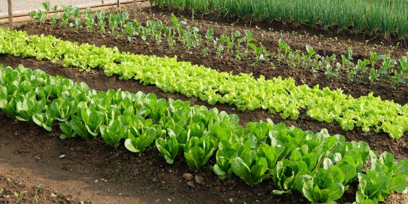 A Guide to Effective Crop Rotation in Home Gardening