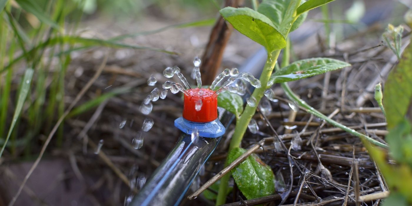 Master the Art of DIY Drip Irrigation in 6 Easy Steps