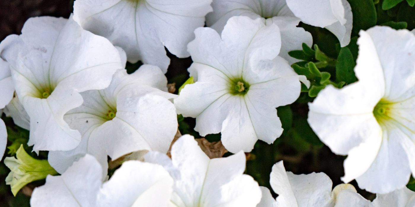 Creating a Victorian-Inspired Garden Haven