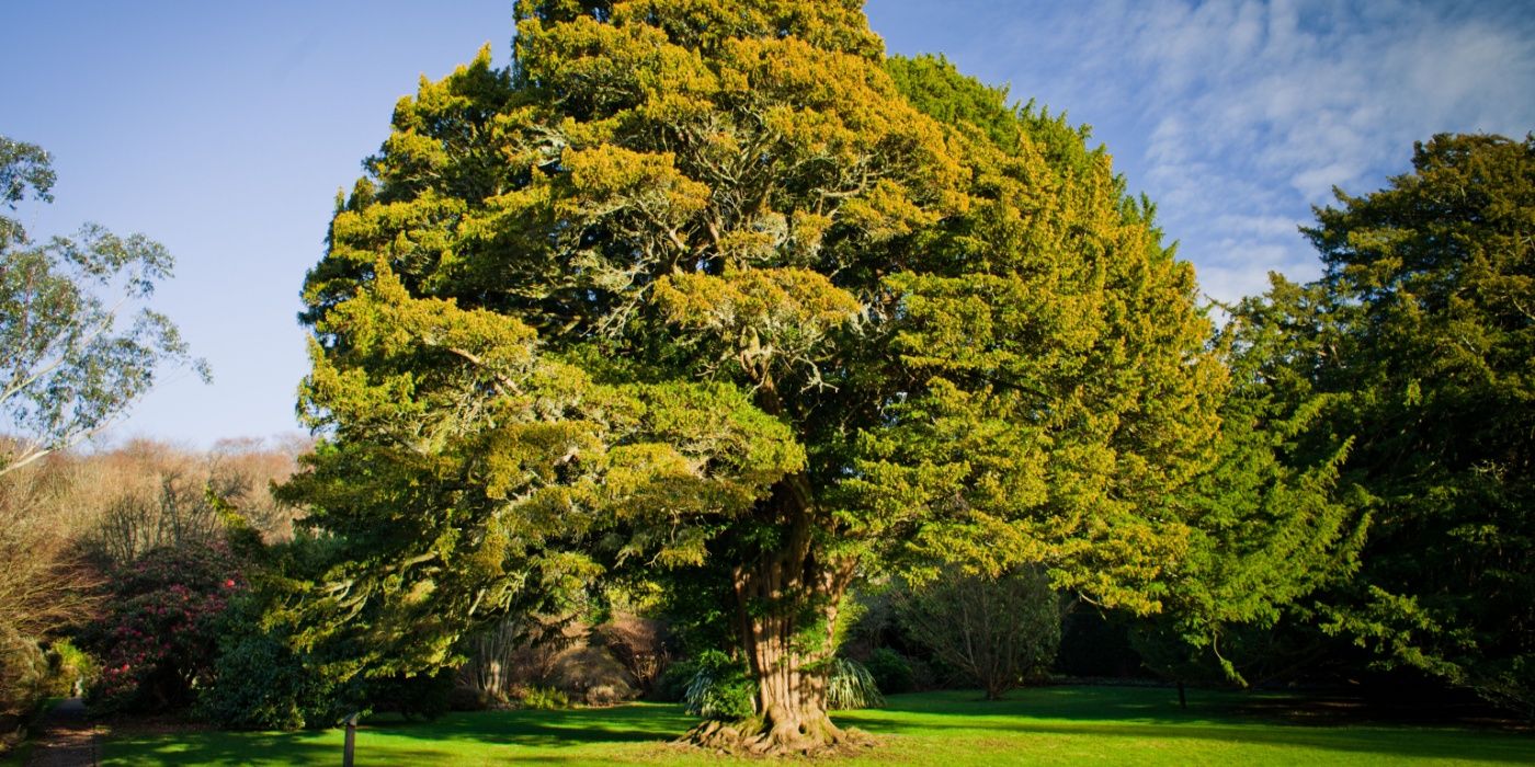 Apocalypse-Proof: 9 Evergreen Trees