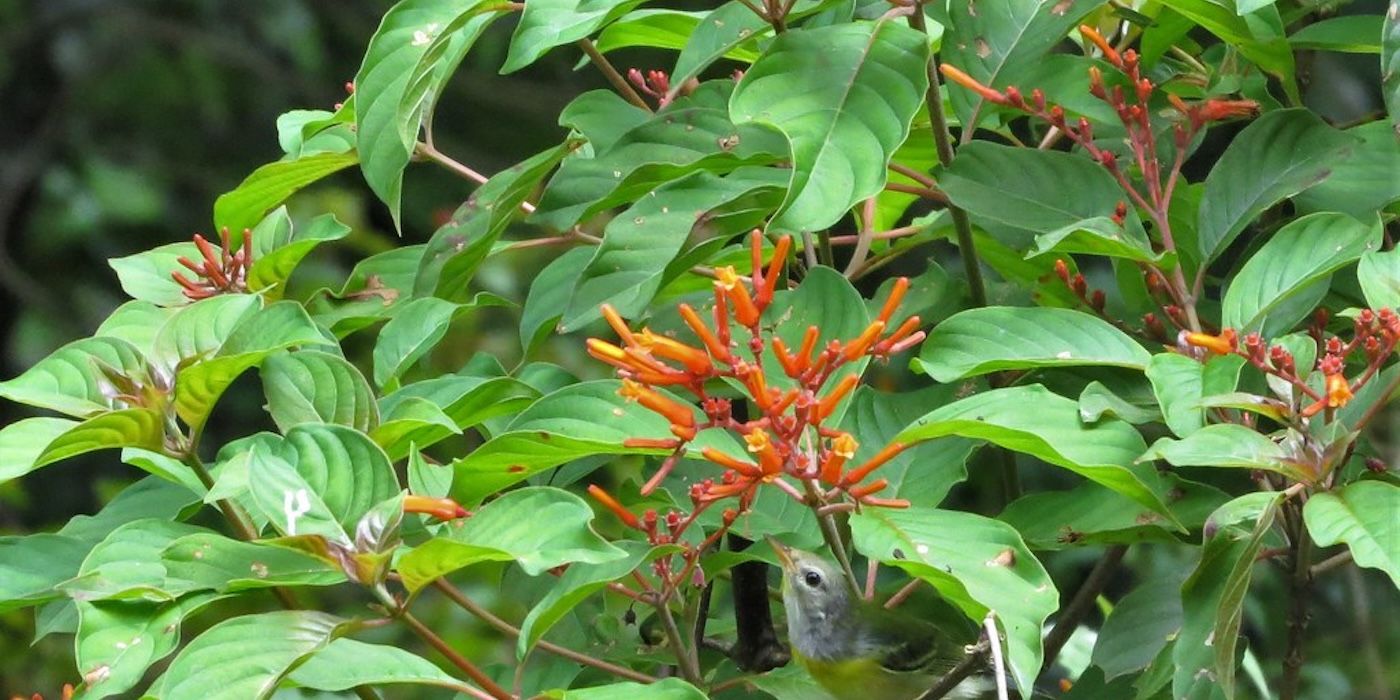 Exploring Firebush: A Unique Spring Addition to Your Garden