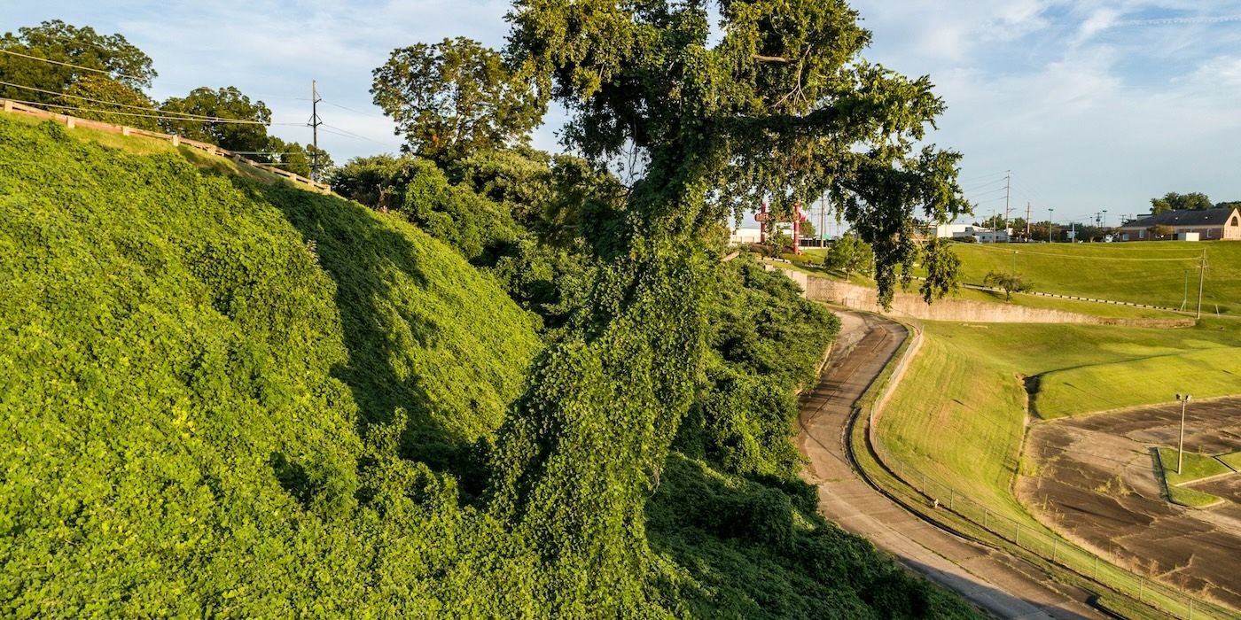 Kudzu: The Notoriously Invasive Vine That Ate the South