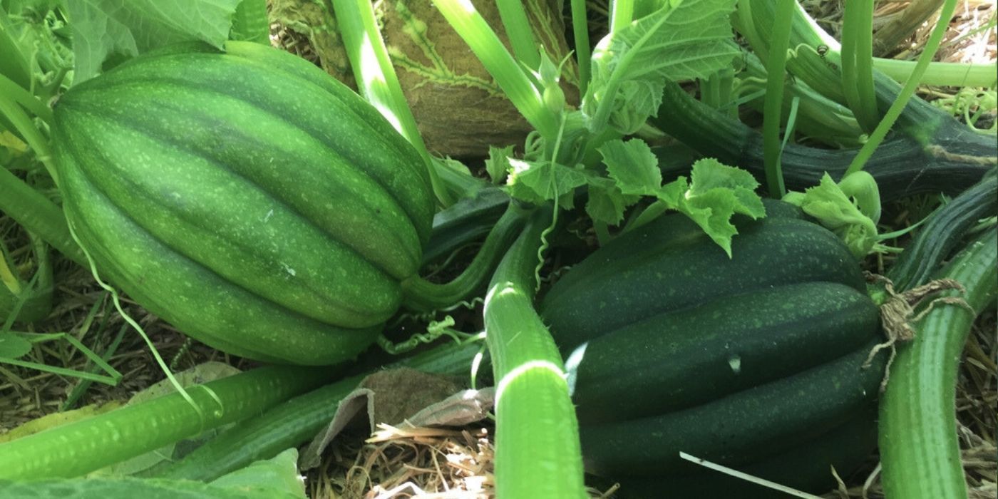 Grow the Most Delicious Squash in Your Garden