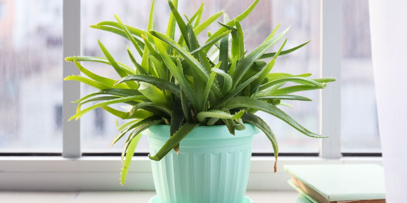 Adaptable Plants: 8 Options That Are Perfect for Indoors and Outdoors