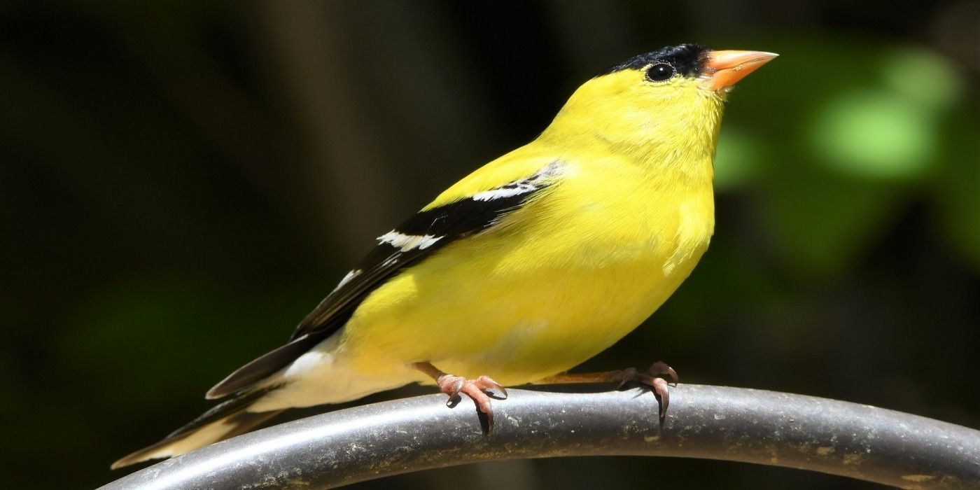 8 Spring Birds to Invite to Your Garden