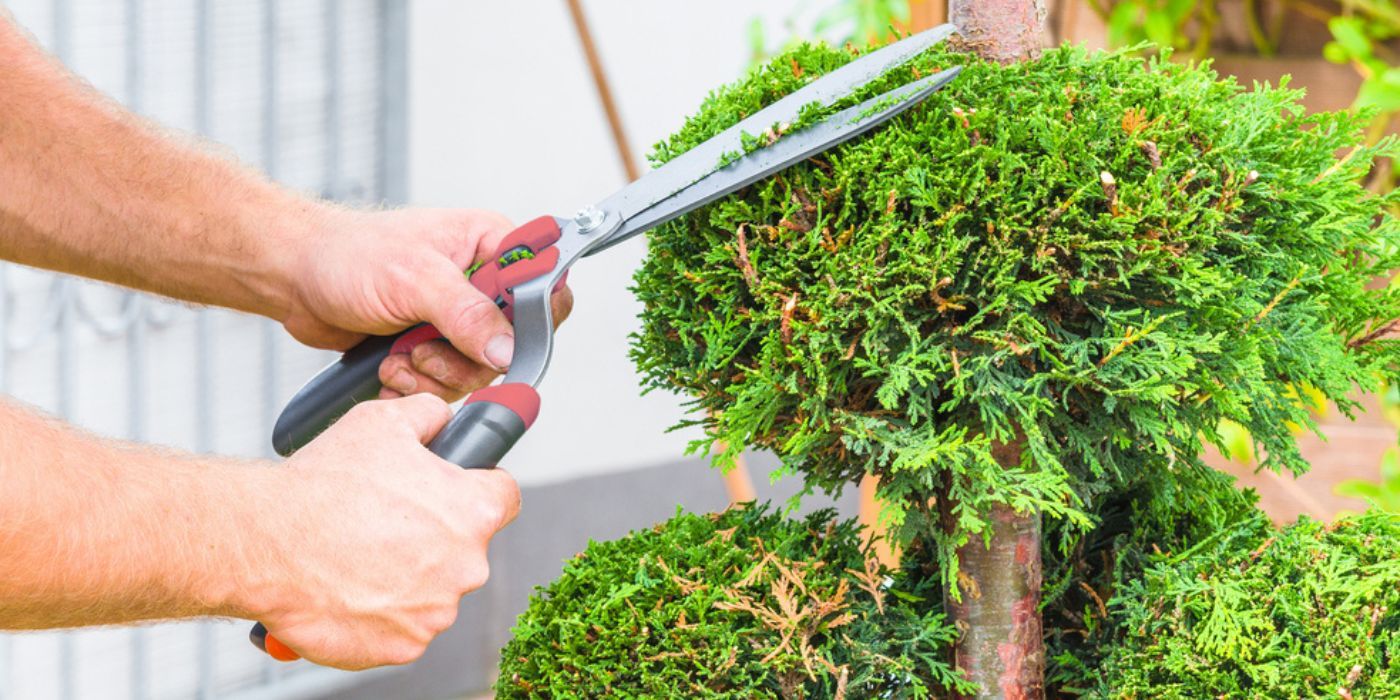 Shaping Shrubs and Bushes: Create a Stunning Landscape Design