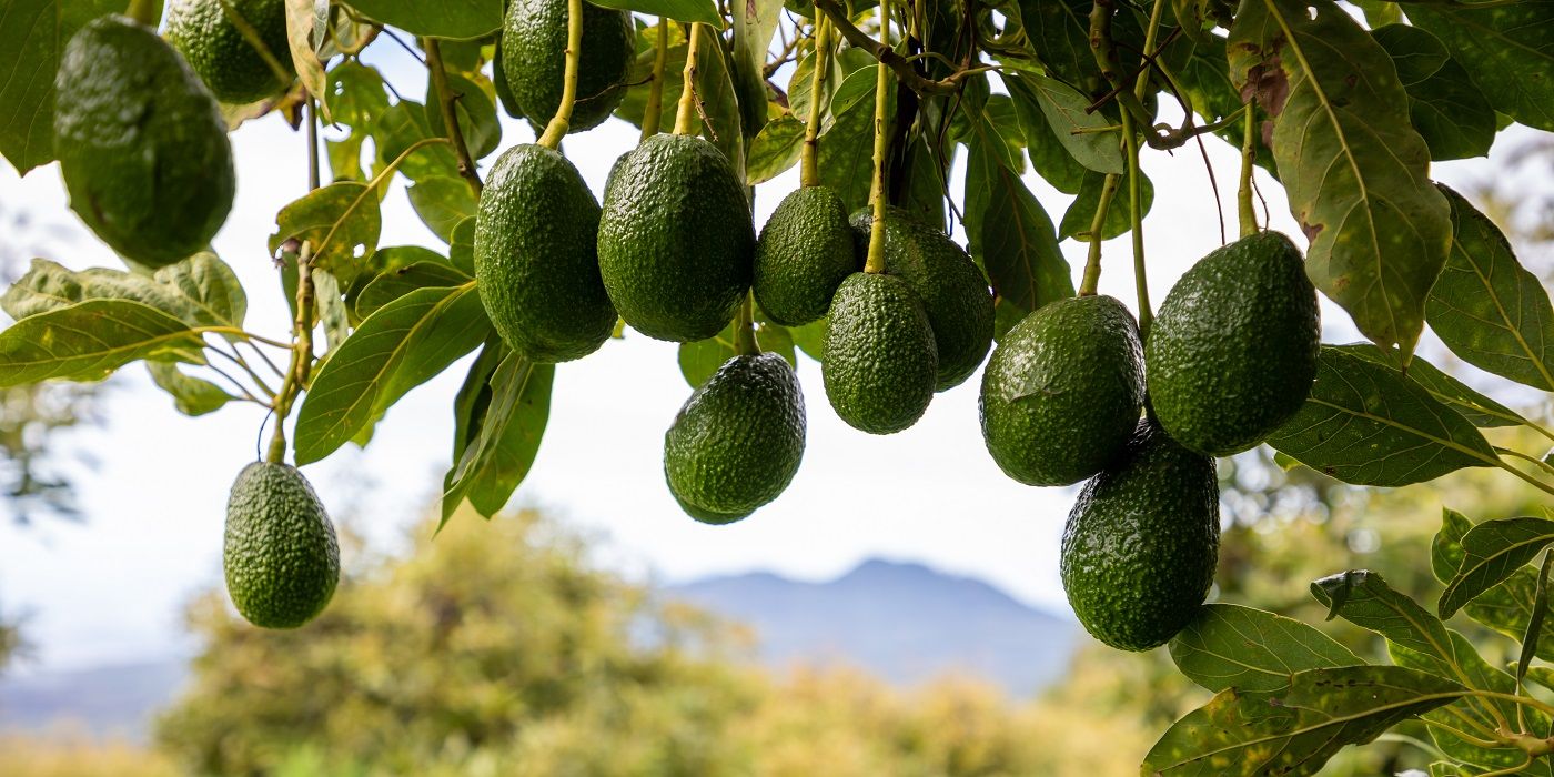 Can You Grow an Avocado Tree From its Pit?