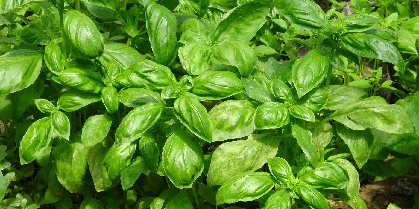 Grow a Spring Herbal Garden