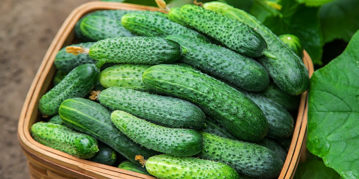 Treasure of Tips For Growing Cucumbers Indoors