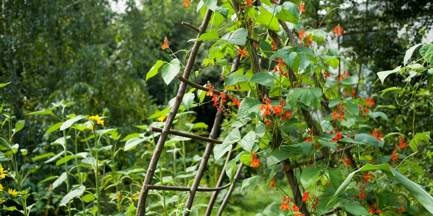 How to Grow Captivating Fairy Tale Landscapes