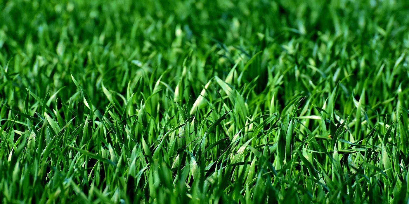 Choosing the Right Grass for Your Yard