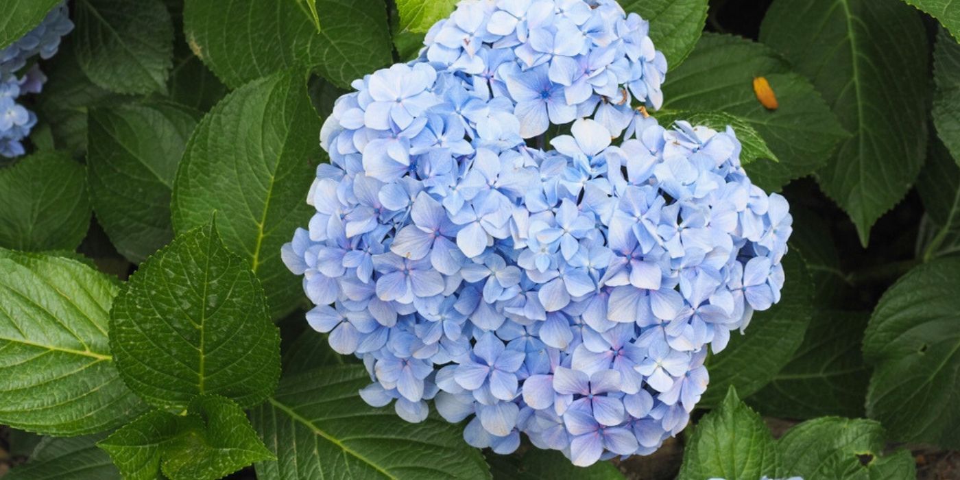 Hydrangea Pruning Tips For Bigger and Brighter Blooms