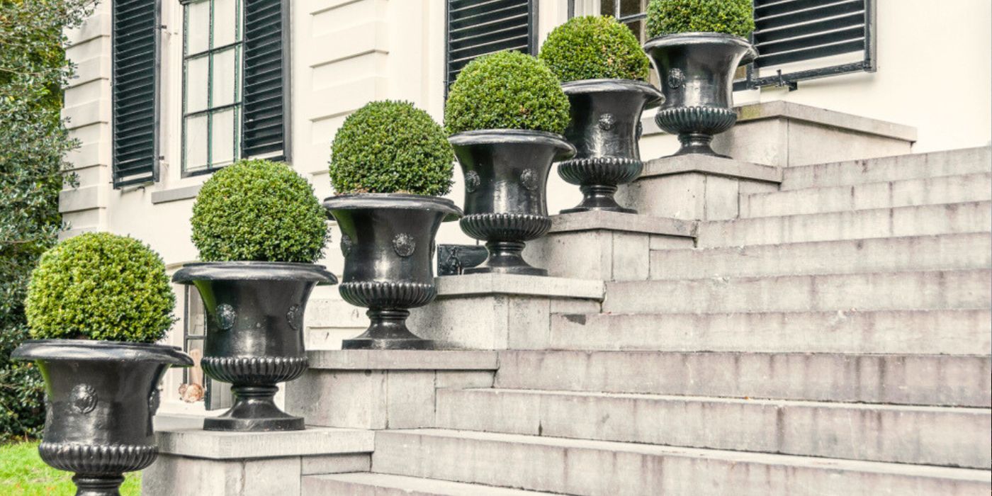 Topiary Gardening: Learn How To Grow Boxwood and Make Garden Art