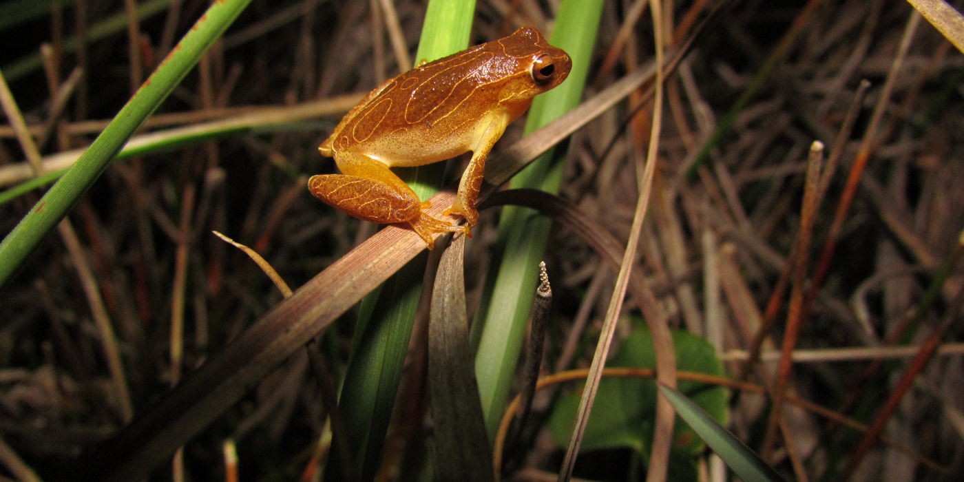A Tiny Tree Frog is Making Waves for Flower Pollination