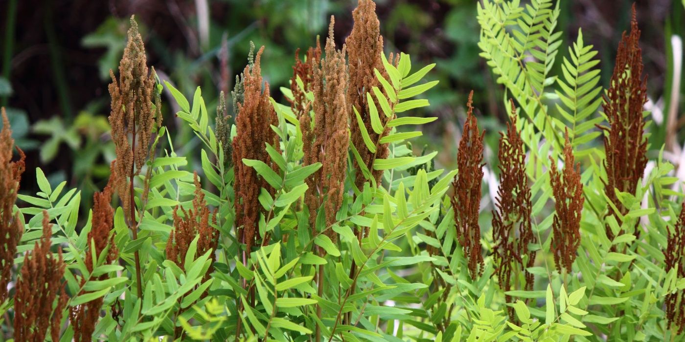 6 Common Plants That Aren't Weeds