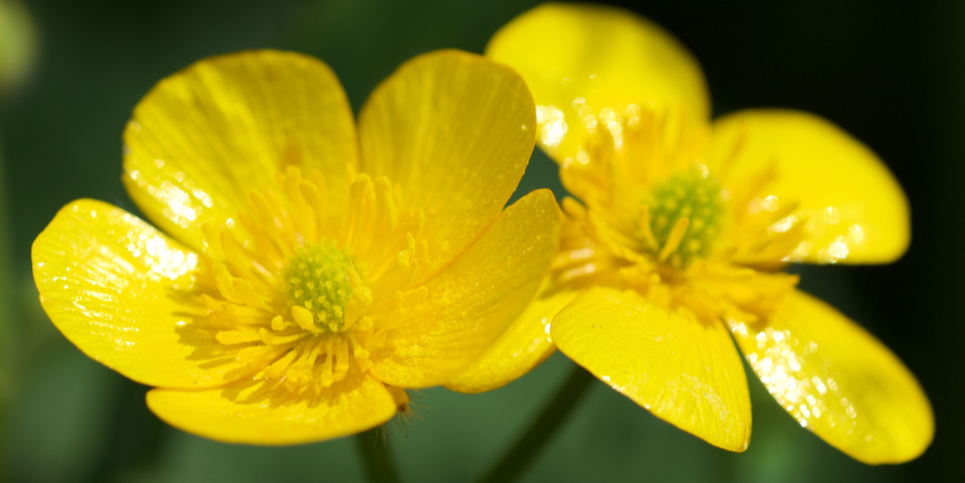 Buttercups Are Poisonous Plants Lurking in Your Yard