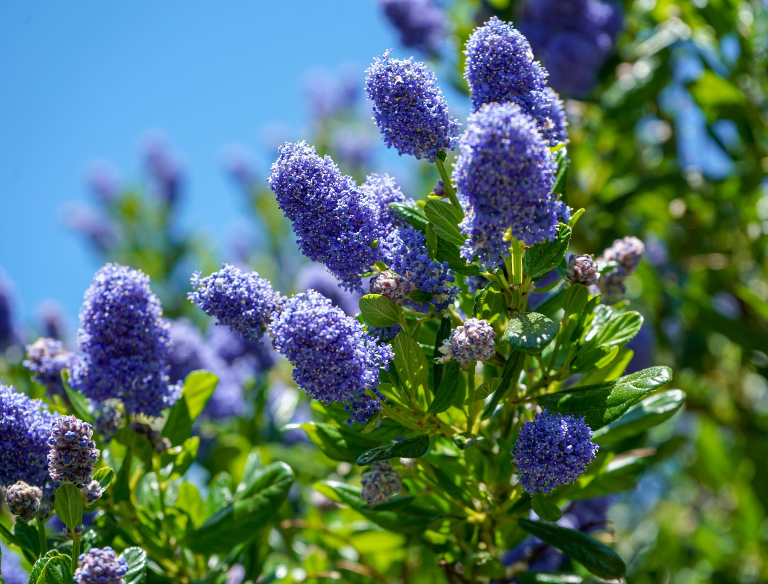 8 Fire Resistant Plants to Shield From Wildfires