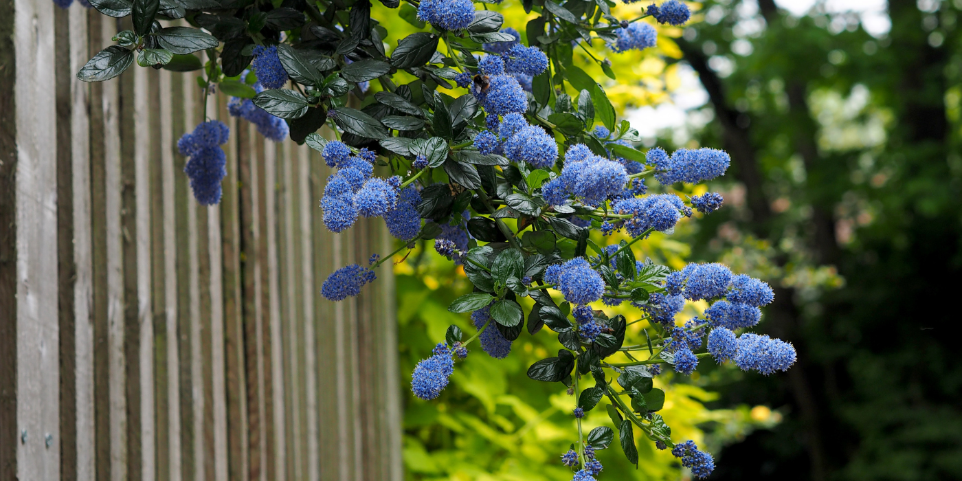 8 Fire Resistant Plants to Shield From Wildfires