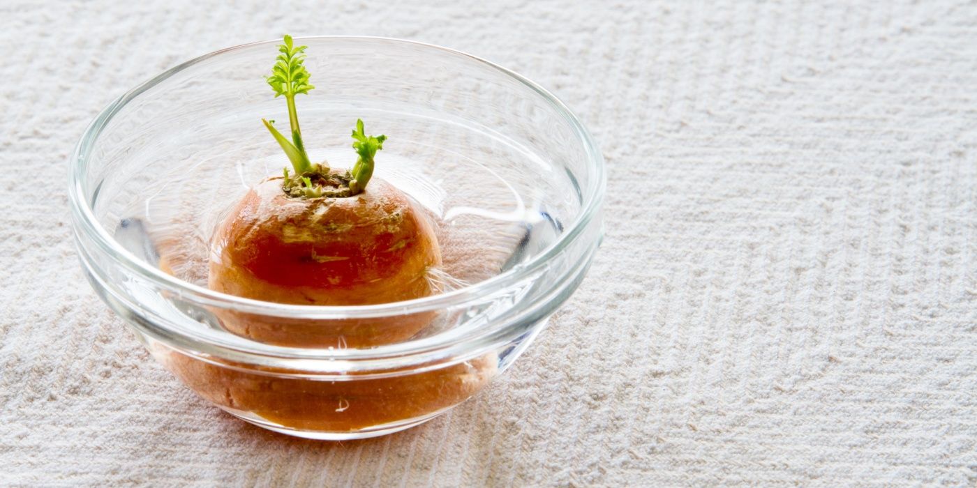 8 Easy to Grow Vegetables Using Scraps