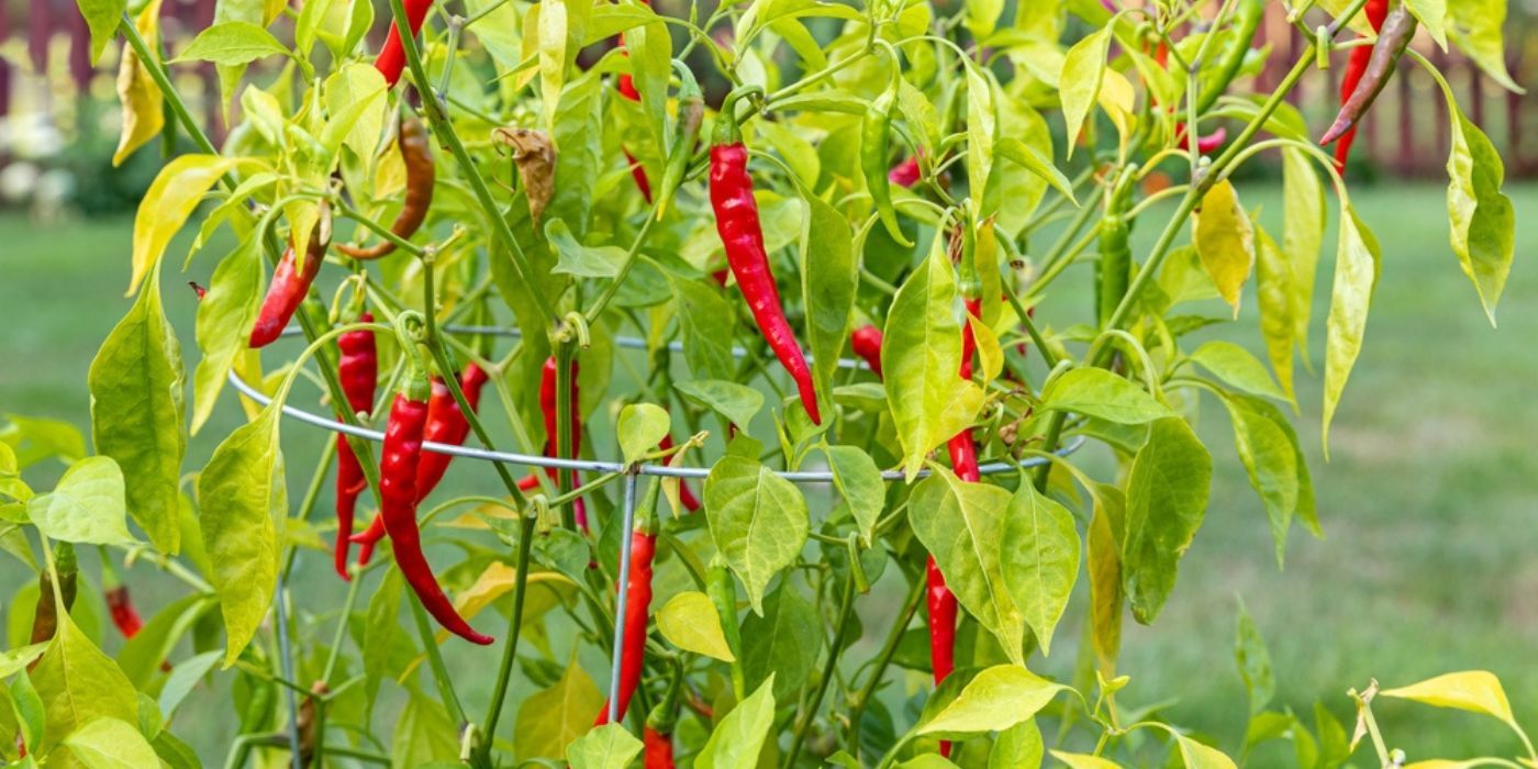 5 Hot Peppers to Grow to Make Homemade Hot Sauce