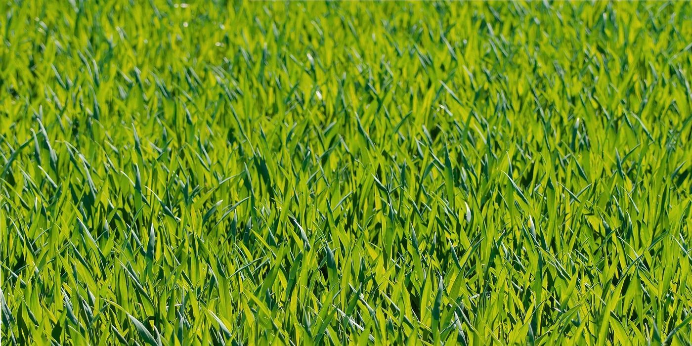 Choosing the Right Grass for Your Yard