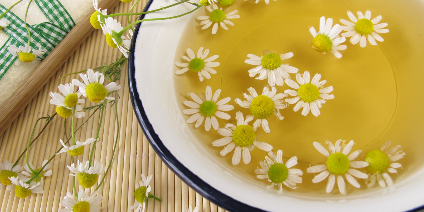 Learn How To Grow The Chamomile Plant For Herbal Tea