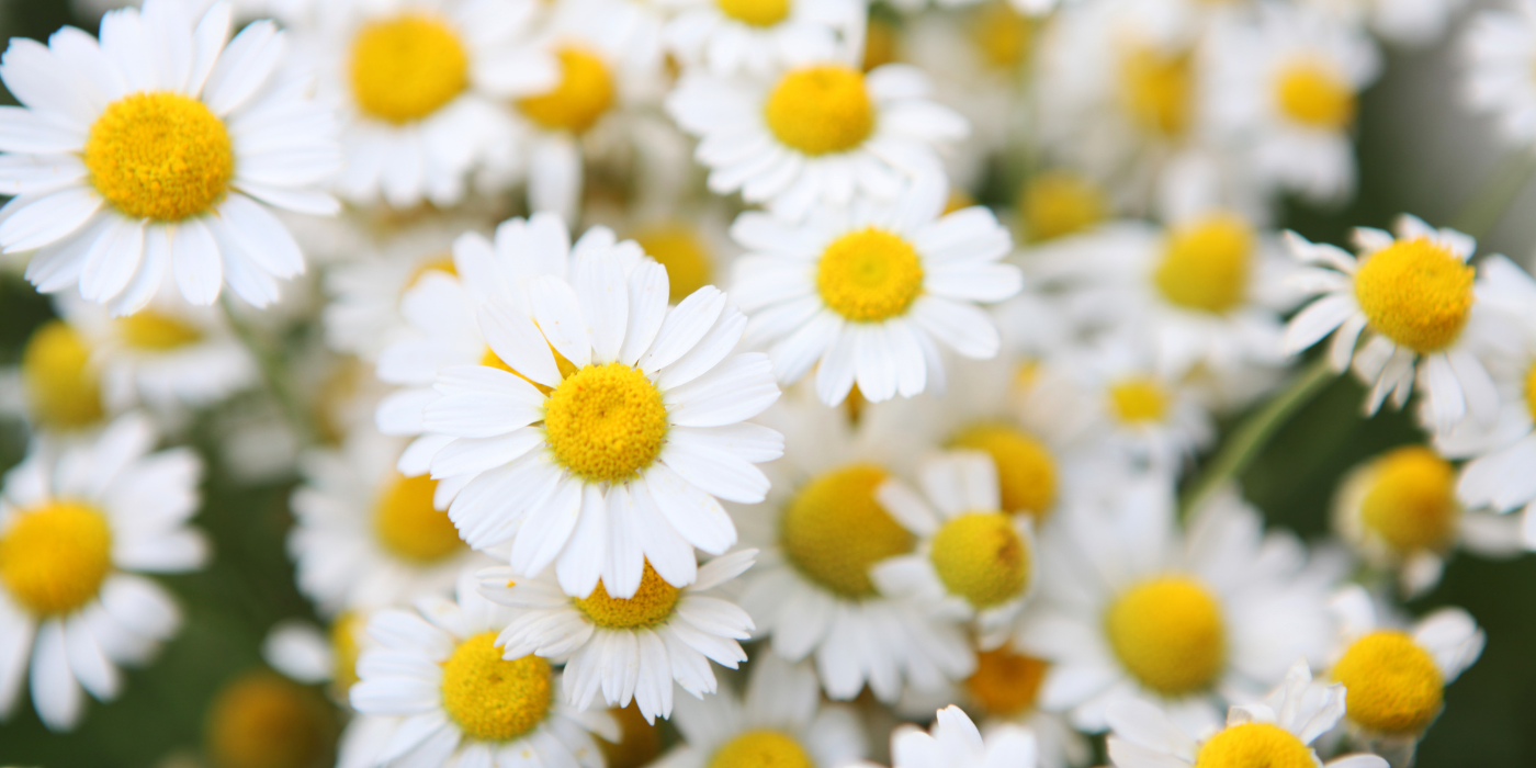 Learn How To Grow The Chamomile Plant For Herbal Tea