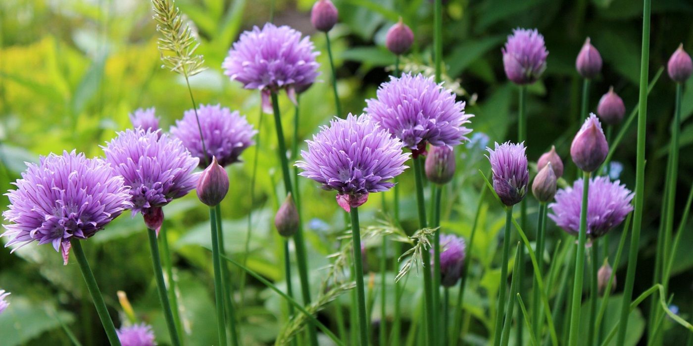6 Must-Grow Herbs for Flavorful Barbecue