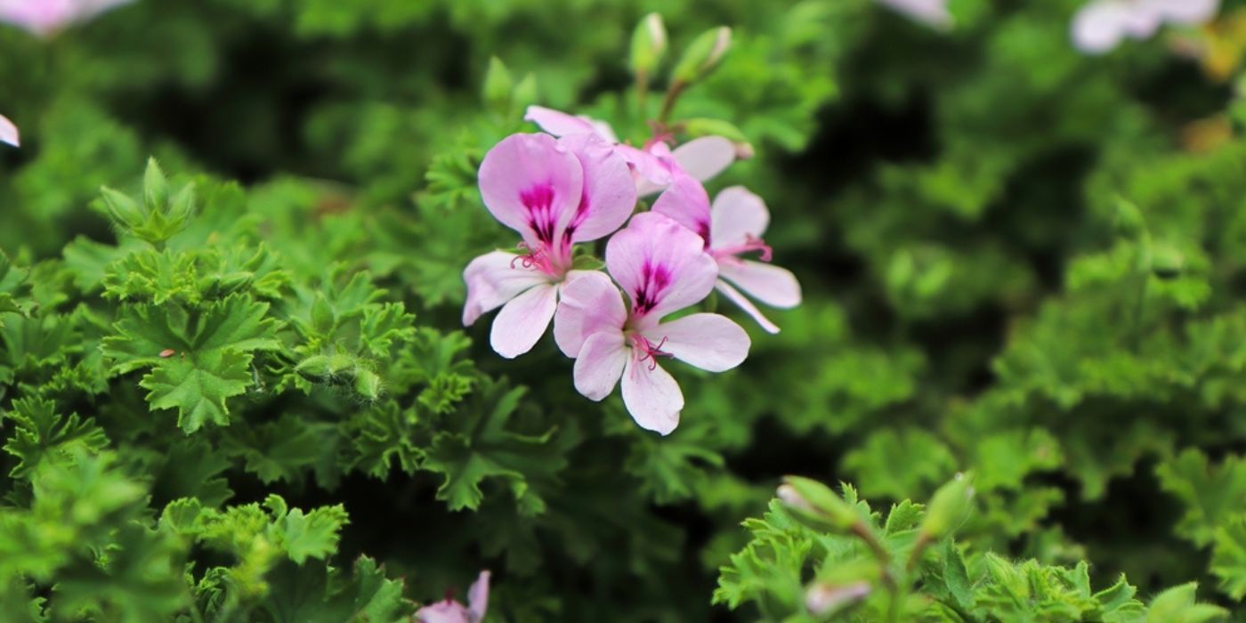 Get Rid of Mosquitoes Naturally With These 7 Plants