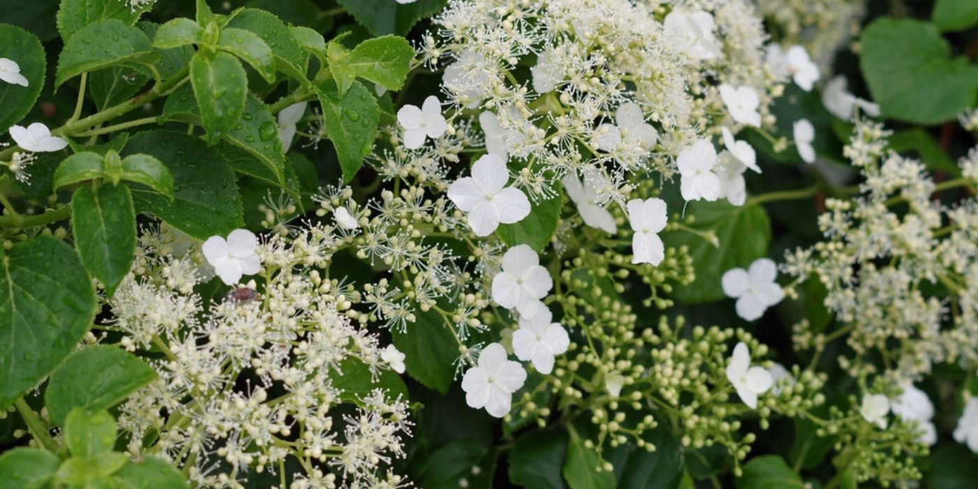 8 Creeping Vines Perfect for Screen Fences