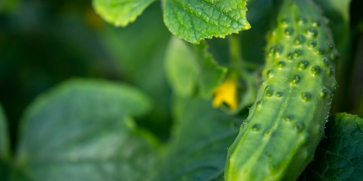 Treasure of Tips For Growing Cucumbers Indoors
