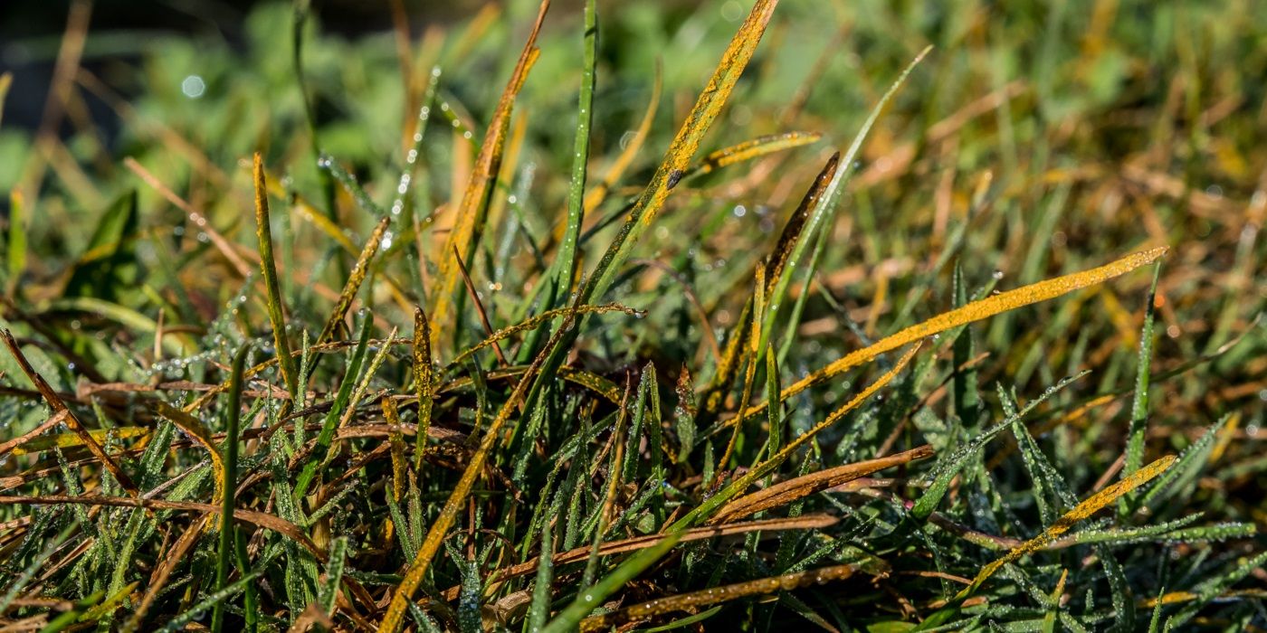 Discovering and Treating Spring Lawn Diseases