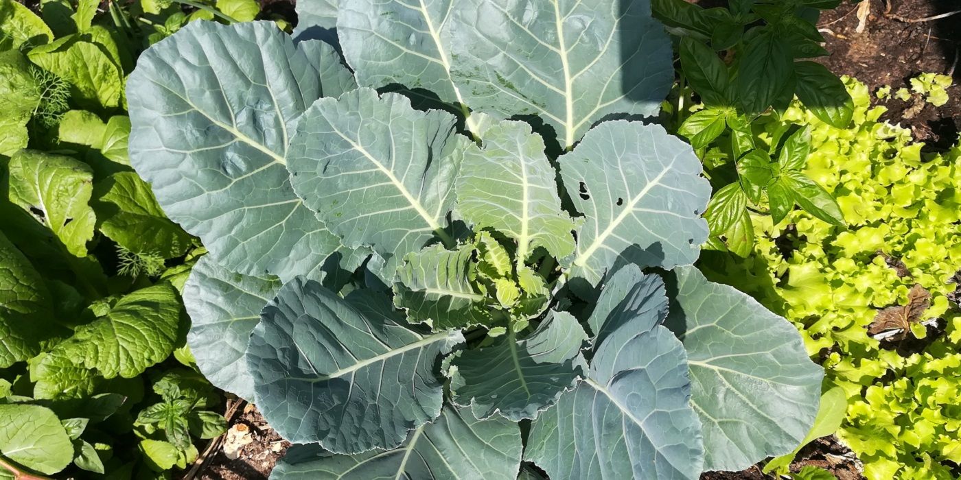 Grow These Healthy Greens This May!