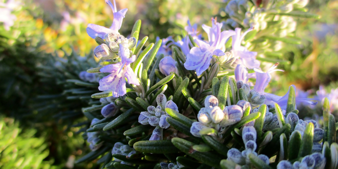 8 Fire Resistant Plants to Shield From Wildfires