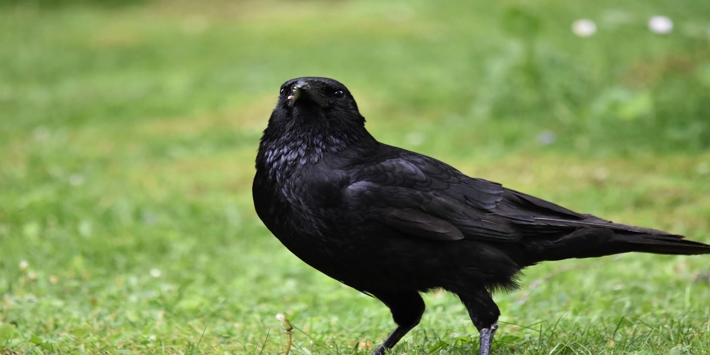 Garden Chickens: How Raising Chickens Improves Suburban Homesteading