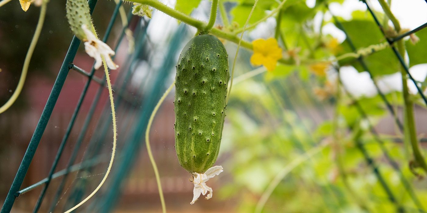Treasure of Tips For Growing Cucumbers Indoors