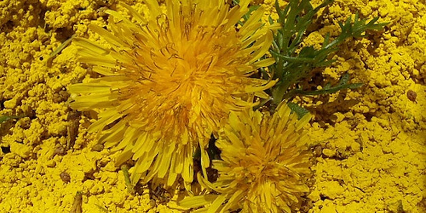 6 Creative Ways to Utilize Dandelions from Your Yard