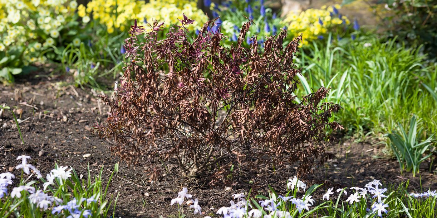 5 Signs You Have Dying Plants You Need to Remove