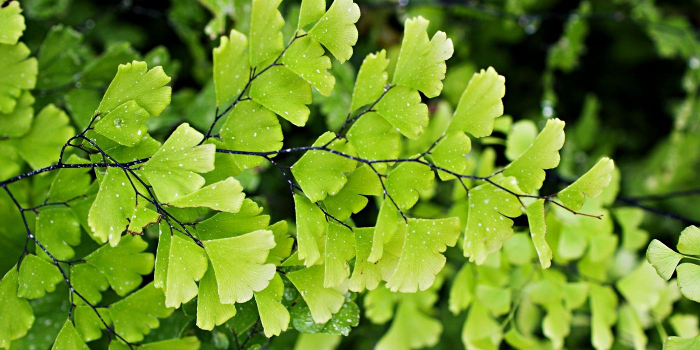 Add Beauty to Your Shade Garden with These Ferns