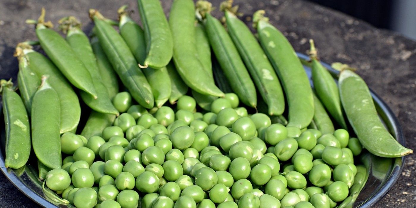 How to Grow and Care For Peas in Containers