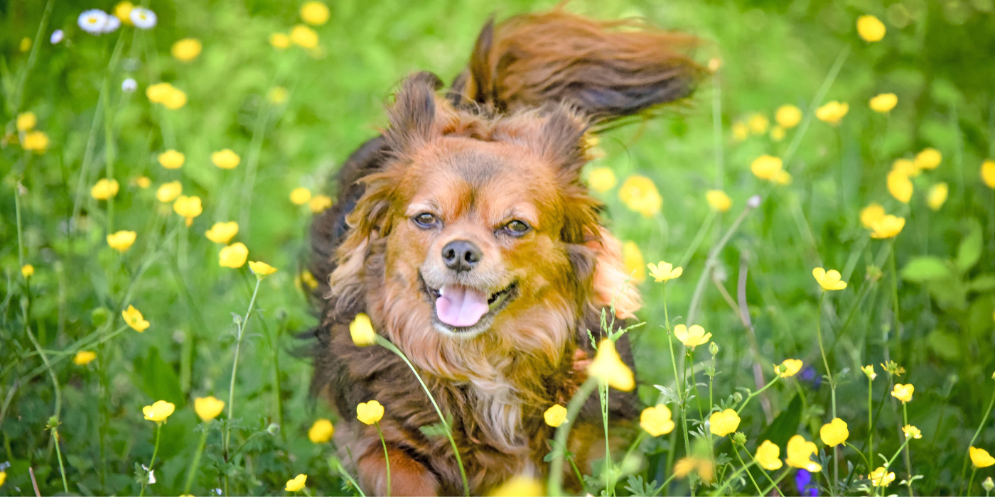 Buttercups Are Poisonous Plants Lurking in Your Yard