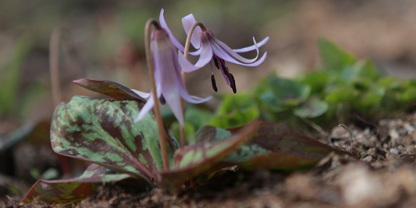 Transform Your Garden with These 8 Plants That Thrive in Loam Soil